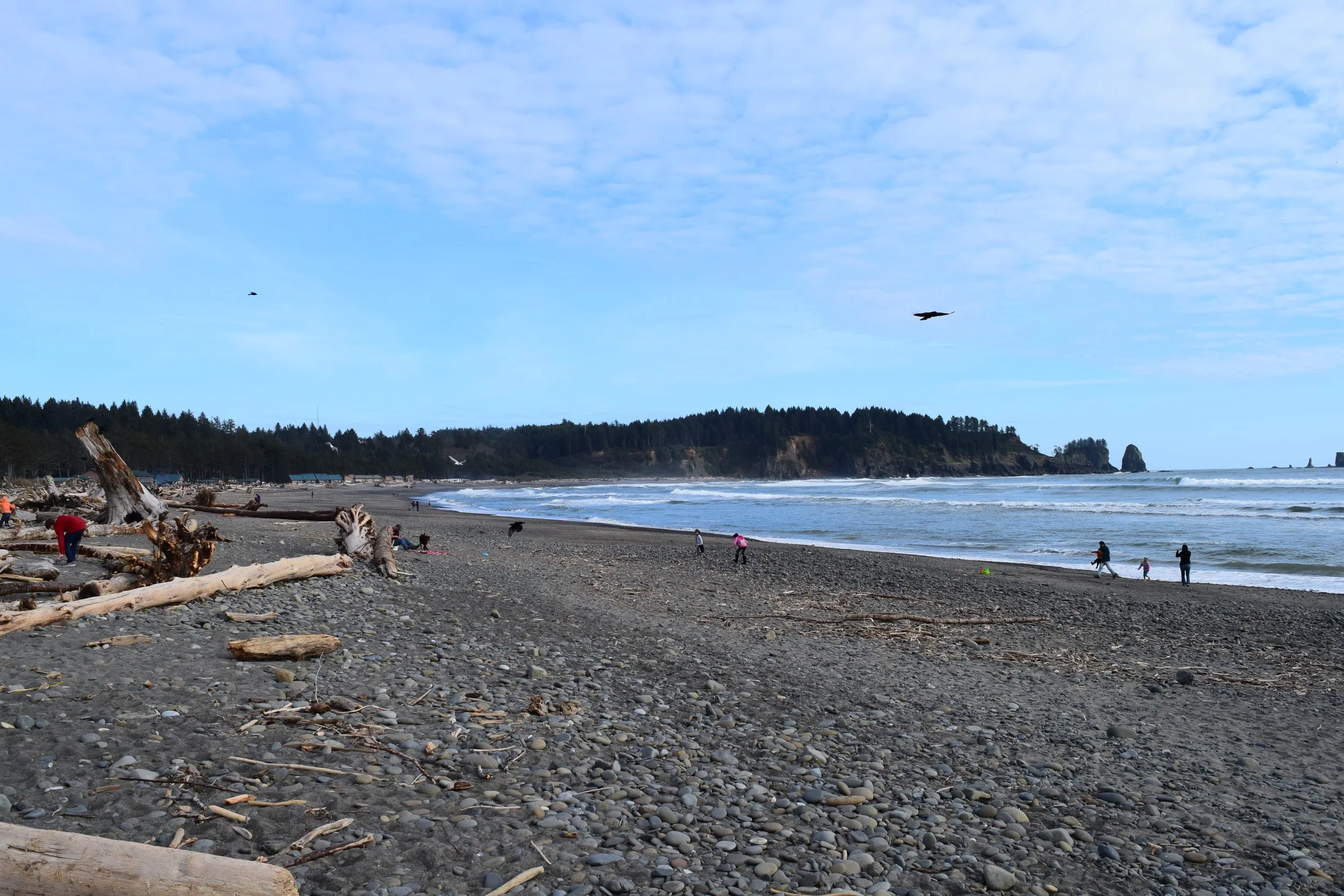 First Beach | Olympic Hiking Co.