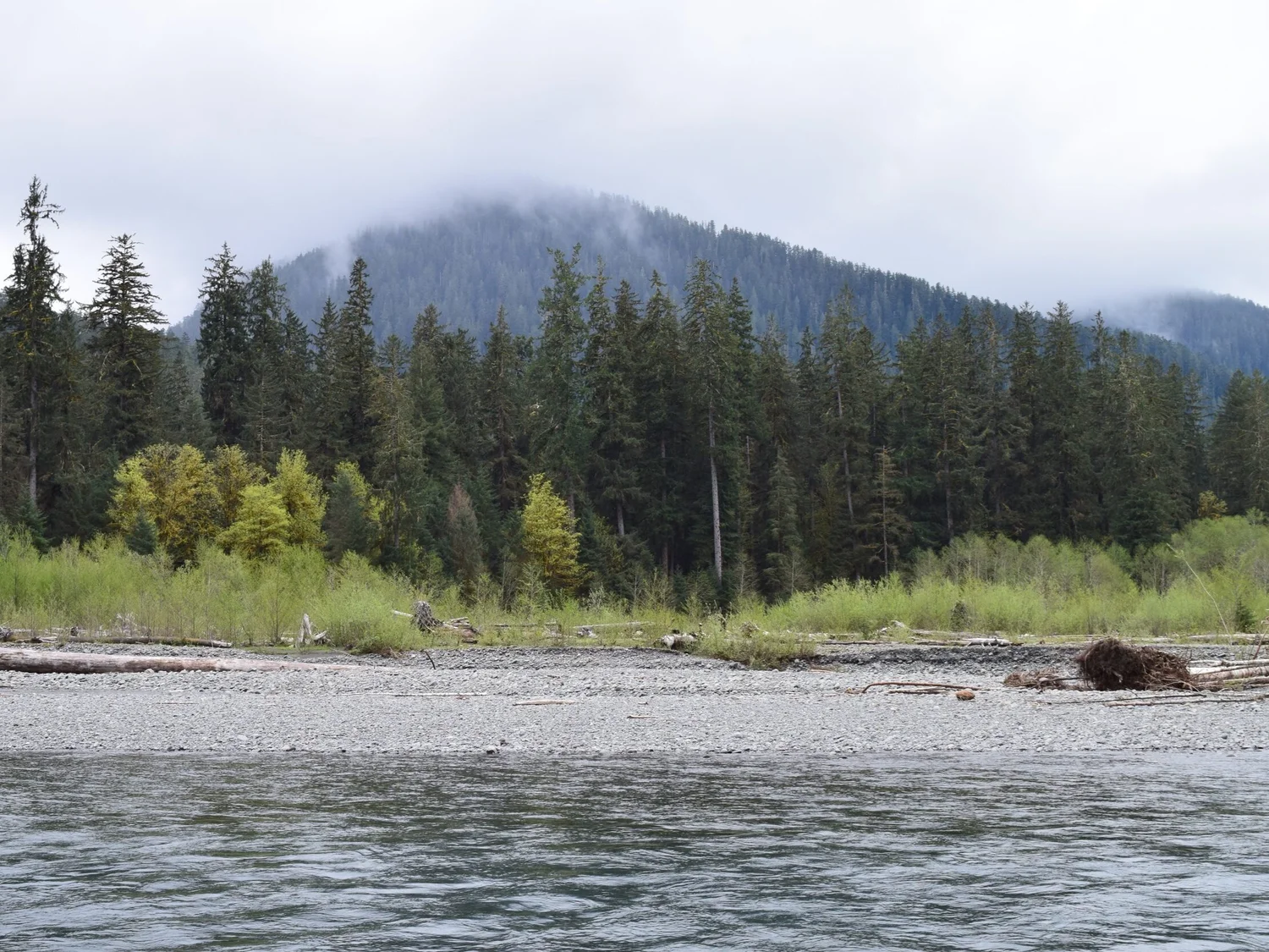 Hoh Rain Forest in Olympic National Park | Olympic Hiking Co.