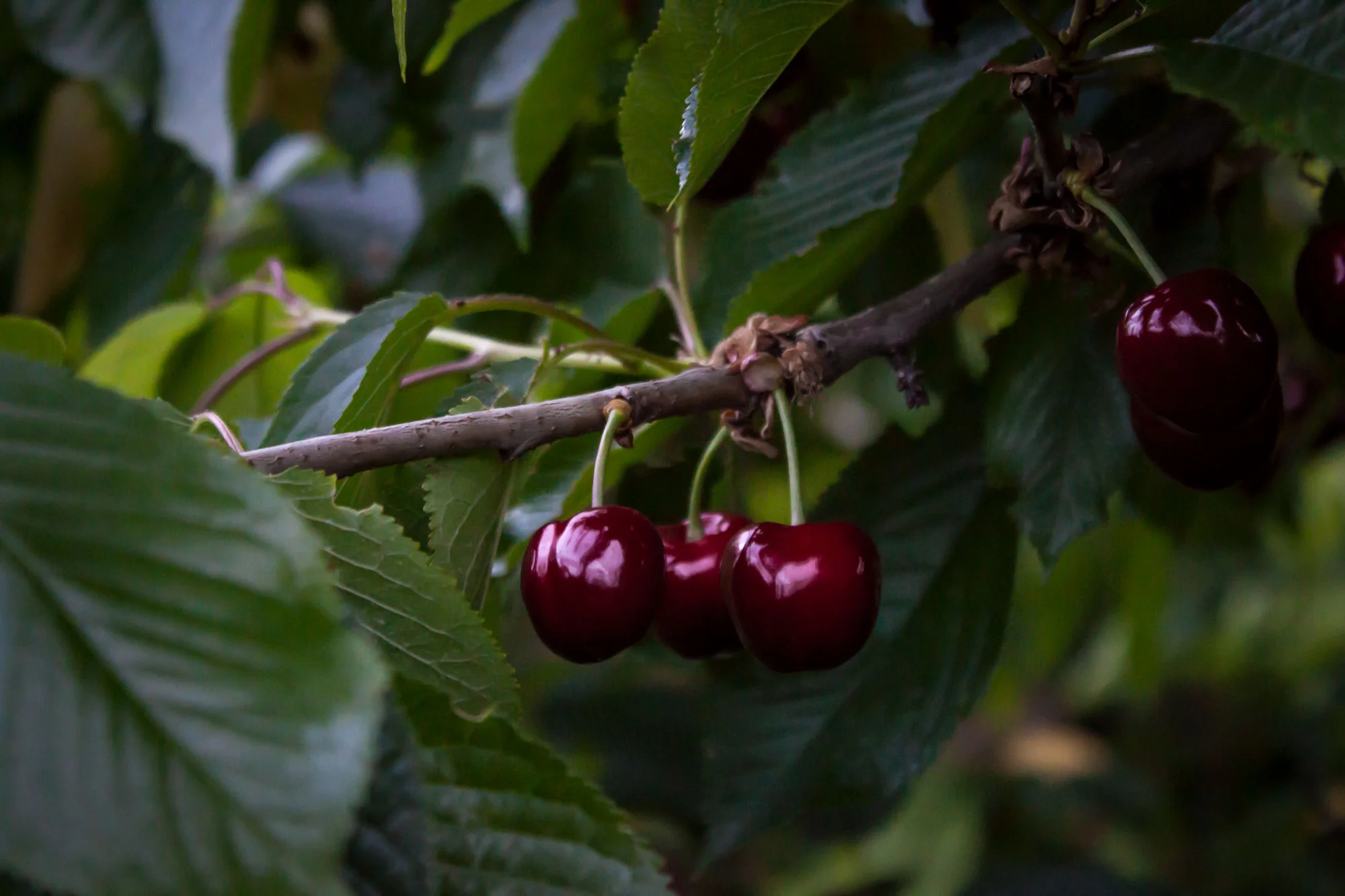 Die Kirschen sind reif!