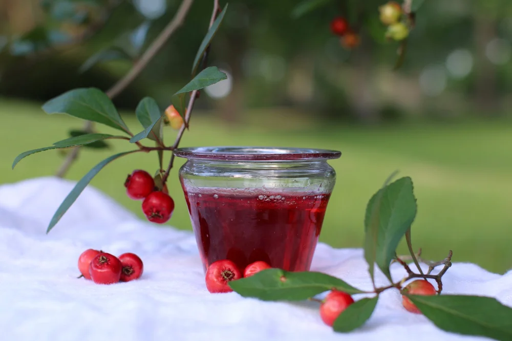Kraft Mayhaw Jelly Recipe | Bryont Blog