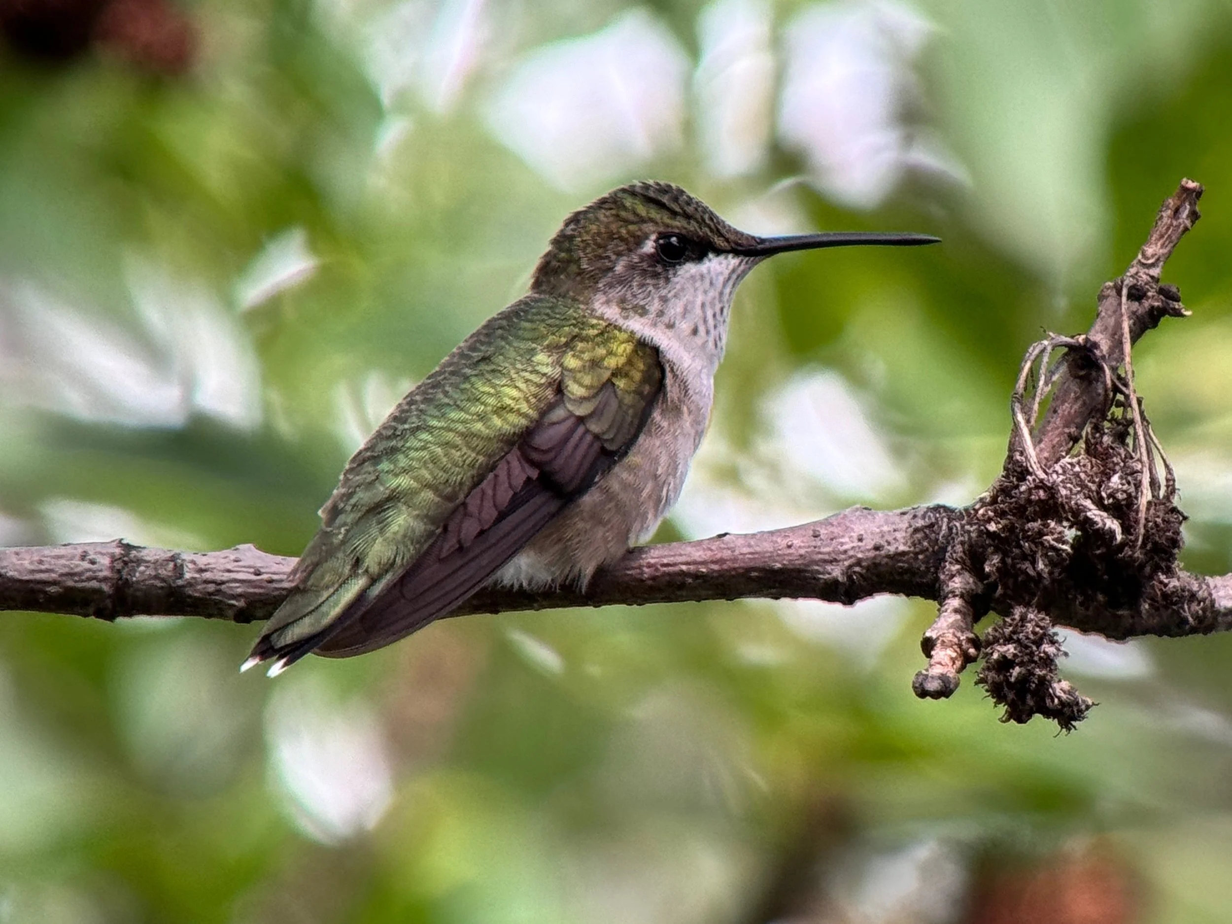Hummingbirds in Late Summer — Birdchick