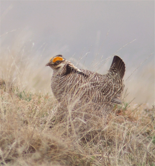 Lesser Prairie Chicken aka Jets vs Sharks — Birdchick