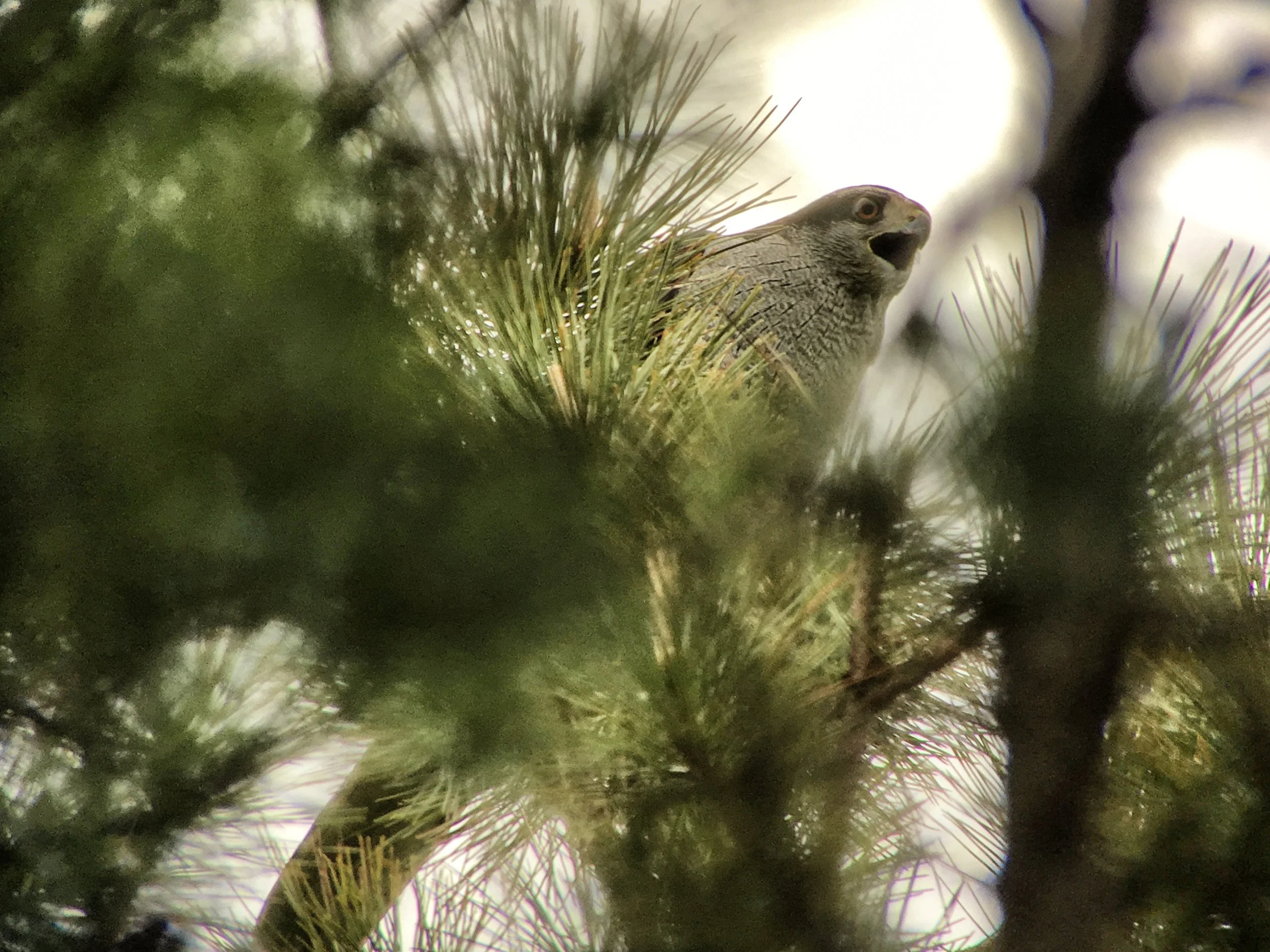 The Ultimate Goshawk Experience In Maine — Birdchick