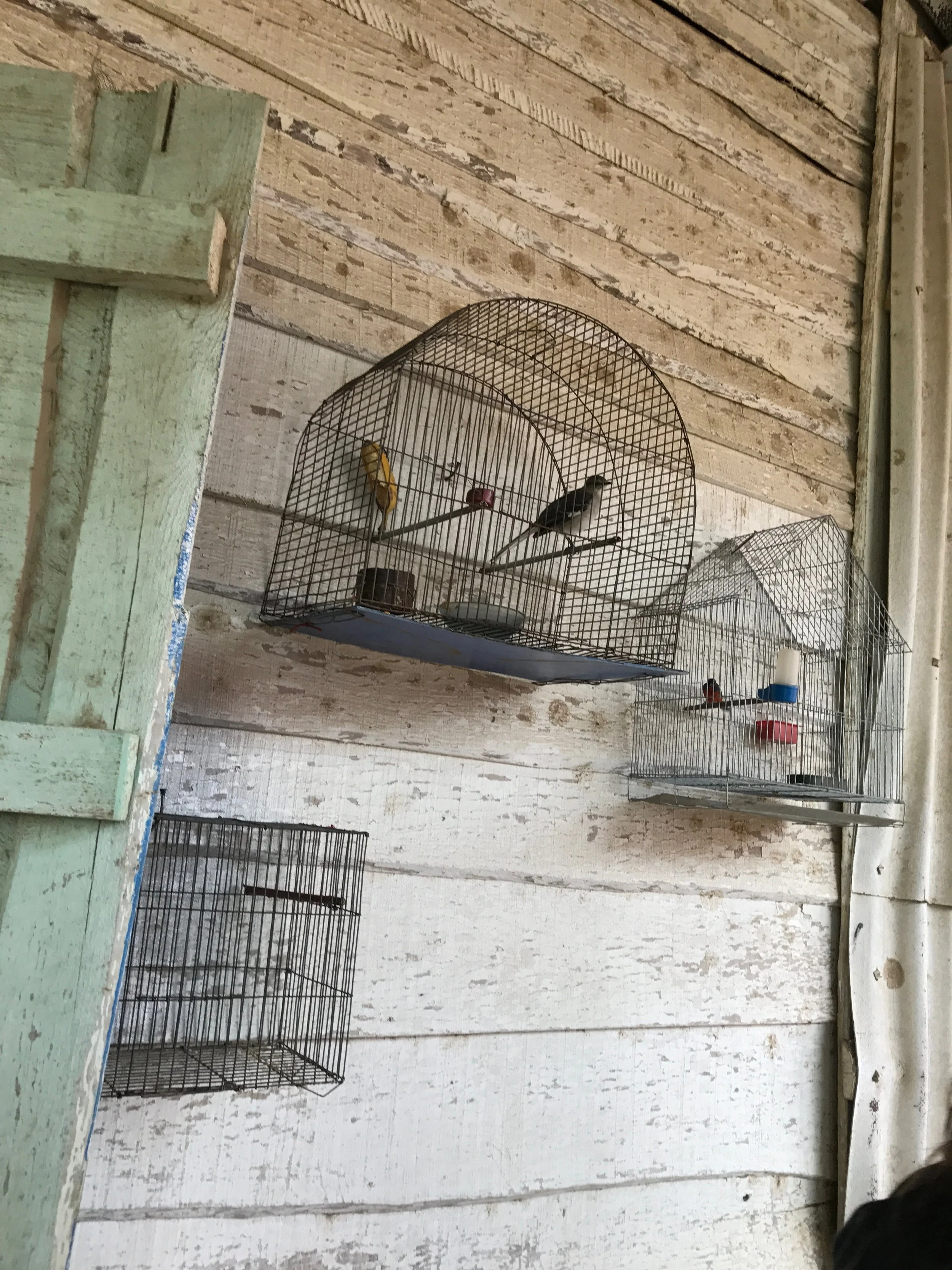 Birds In Cages — Birdchick