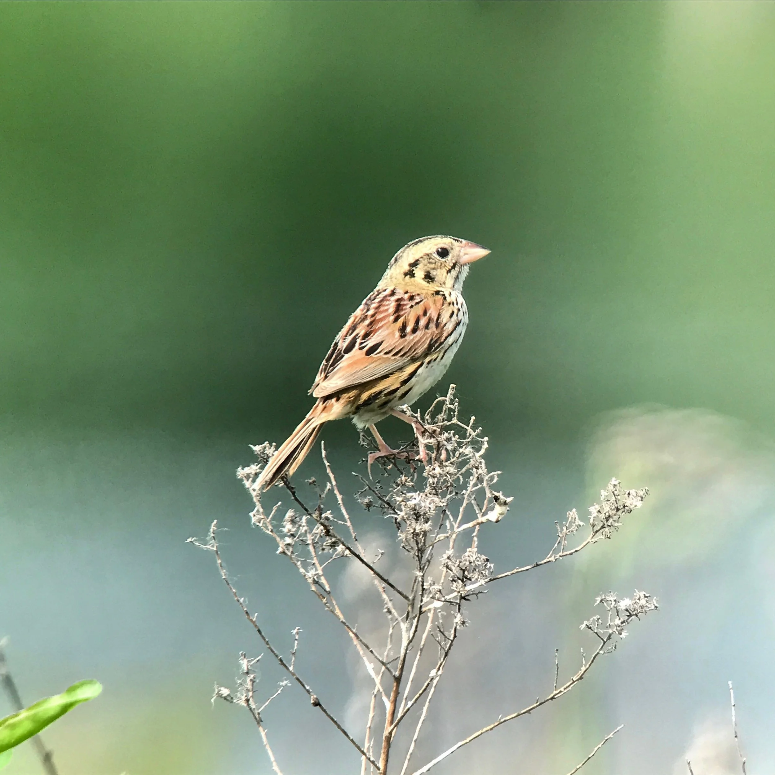 The "Famously" Inconspicuous Henslow's Sparrow — Birdchick