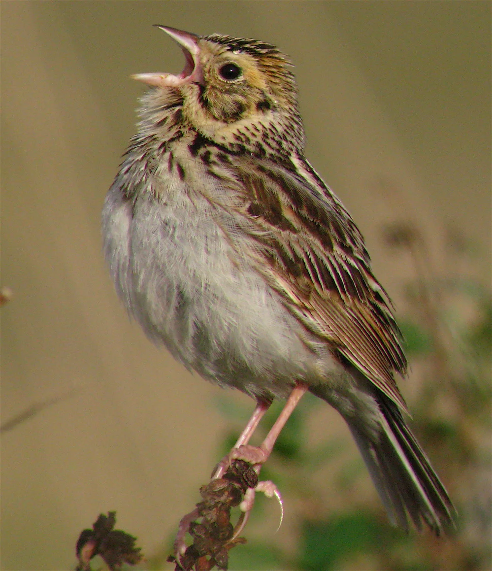 A Legend of Birding is Gone — Birdchick