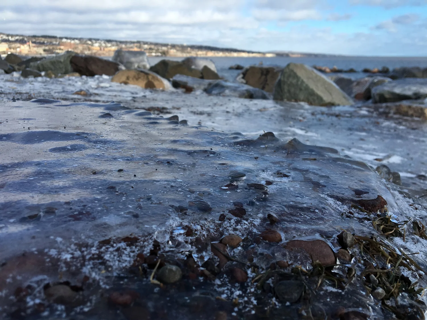#BirdADay 7 An Ivory Gull with Wendy — Birdchick