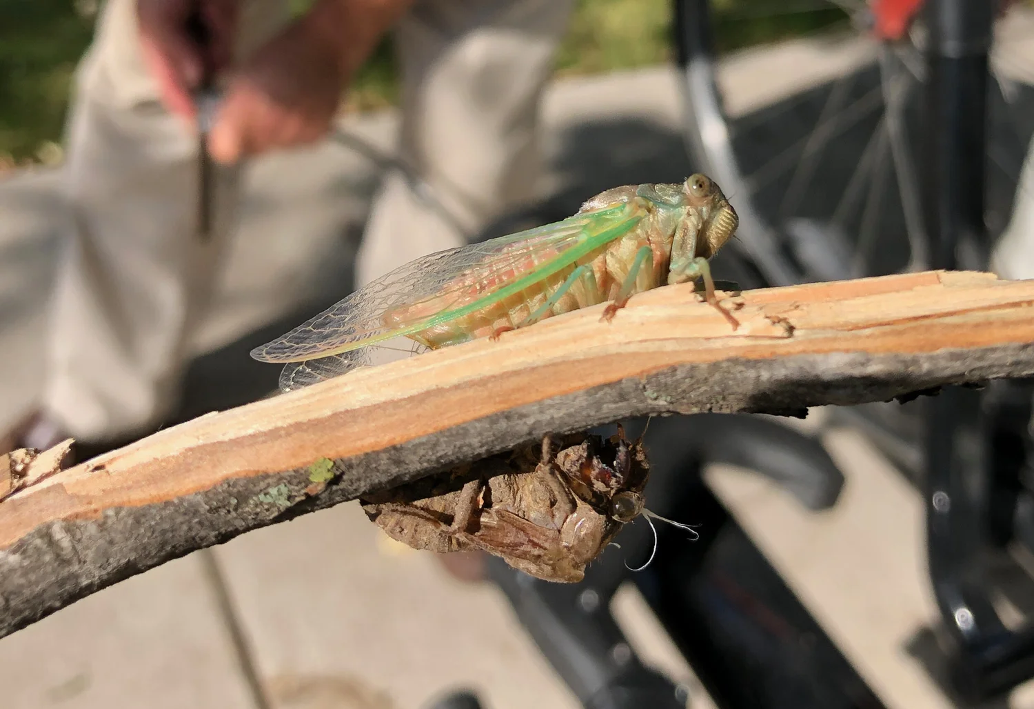 Watch a cicada emerge from its shell. — Birdchick