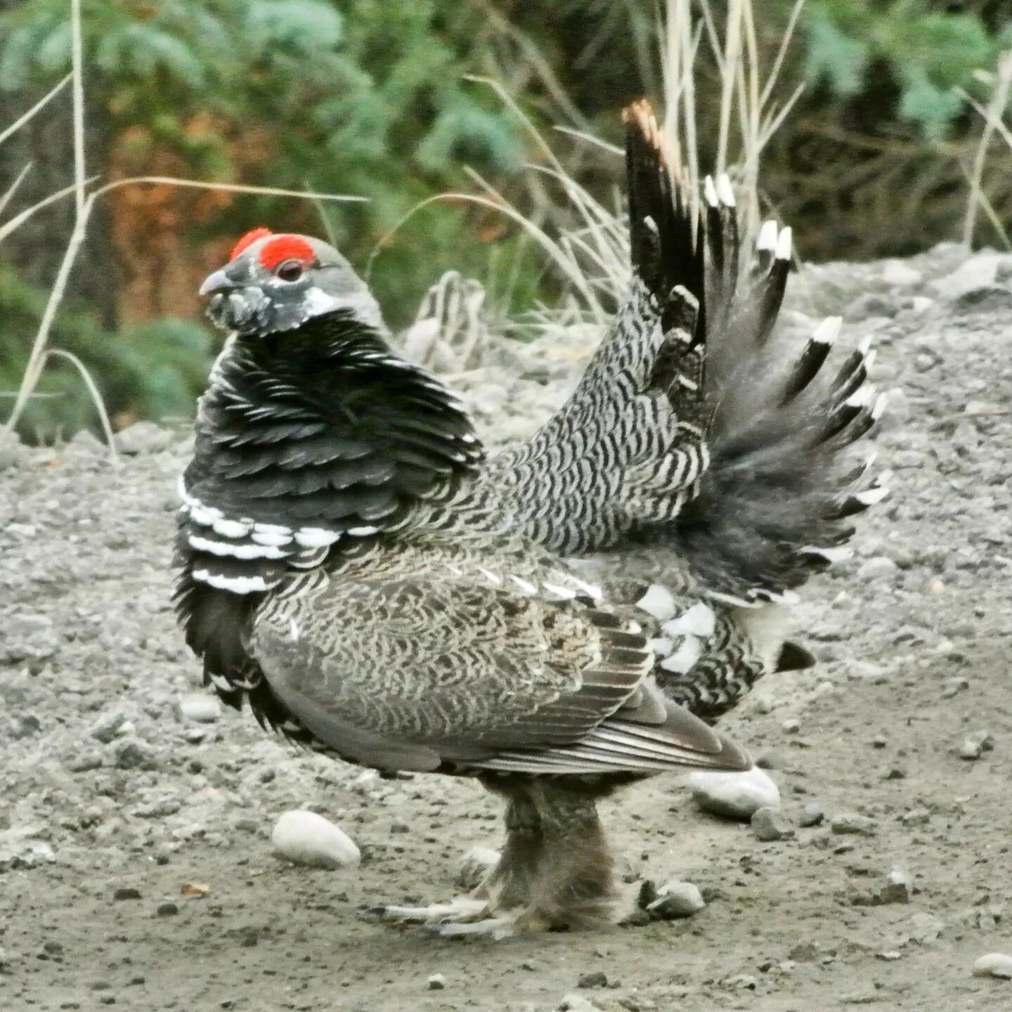 Bee Flicking — Birdchick