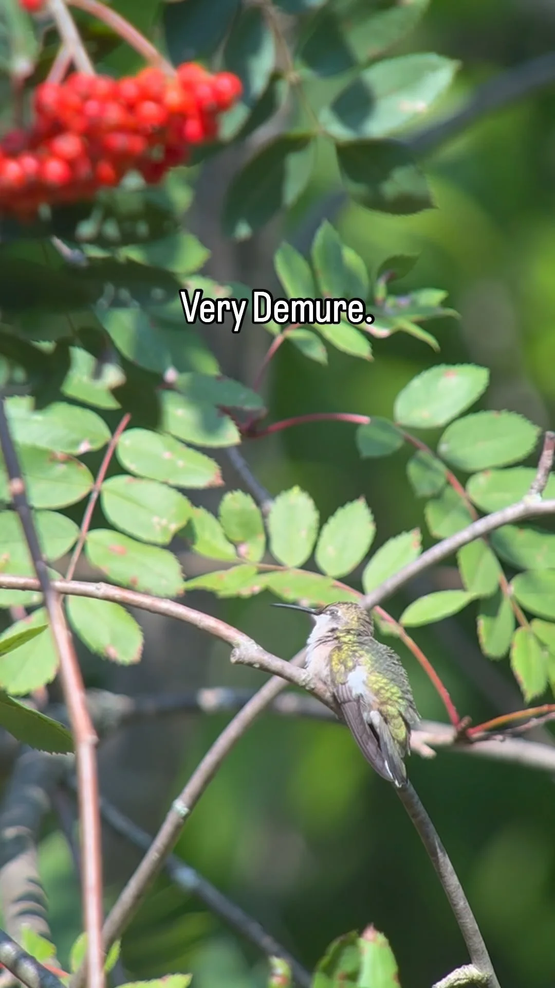 Field Guide To Angry Birds — Birdchick
