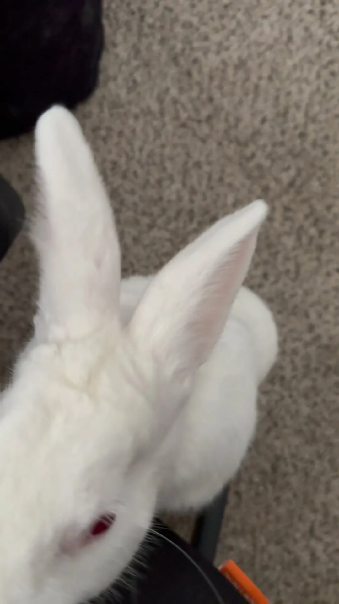 How To Look Like A Bad Ass Birder — Birdchick