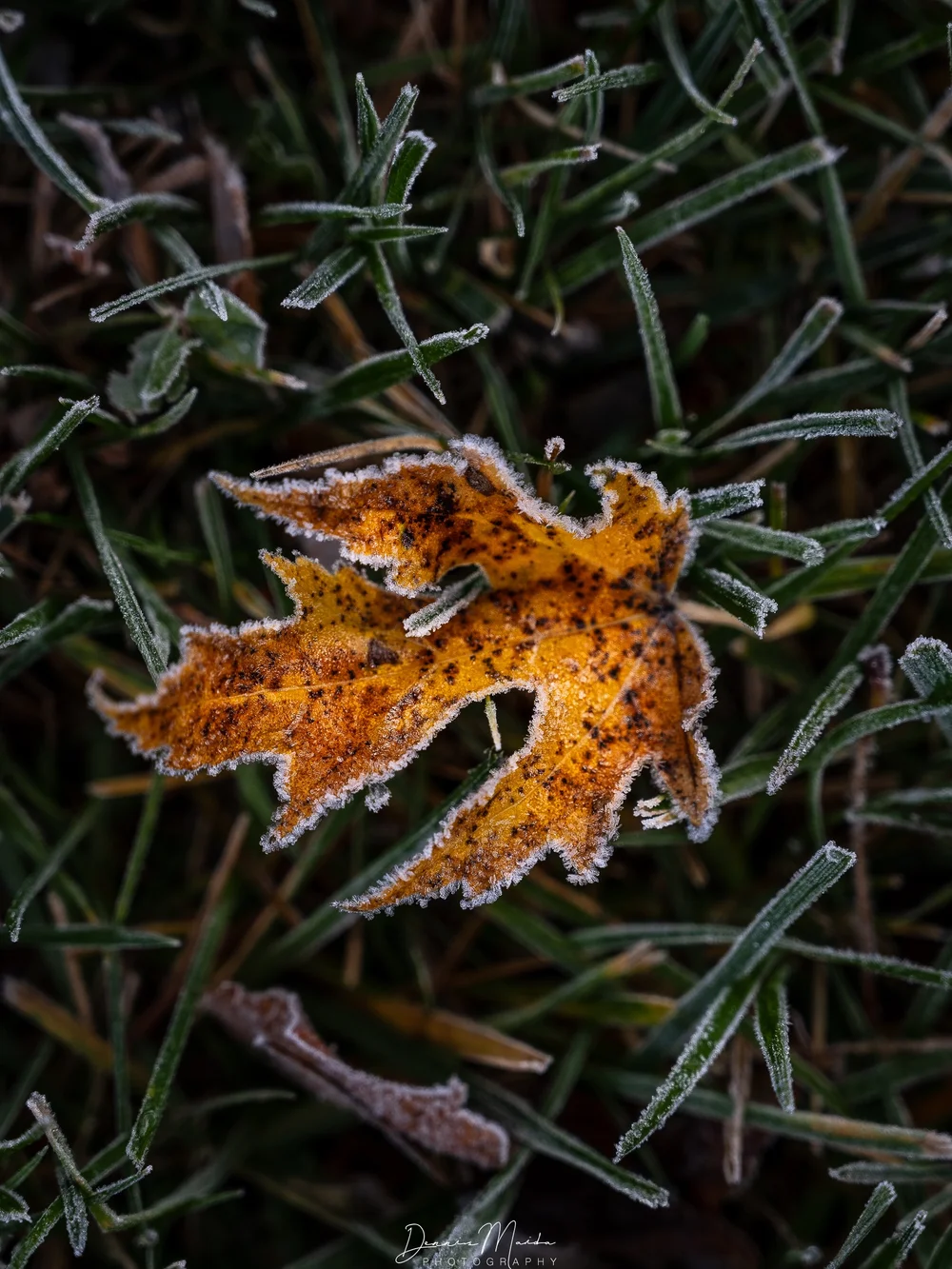 The First Frost — Dennis Maida Editions