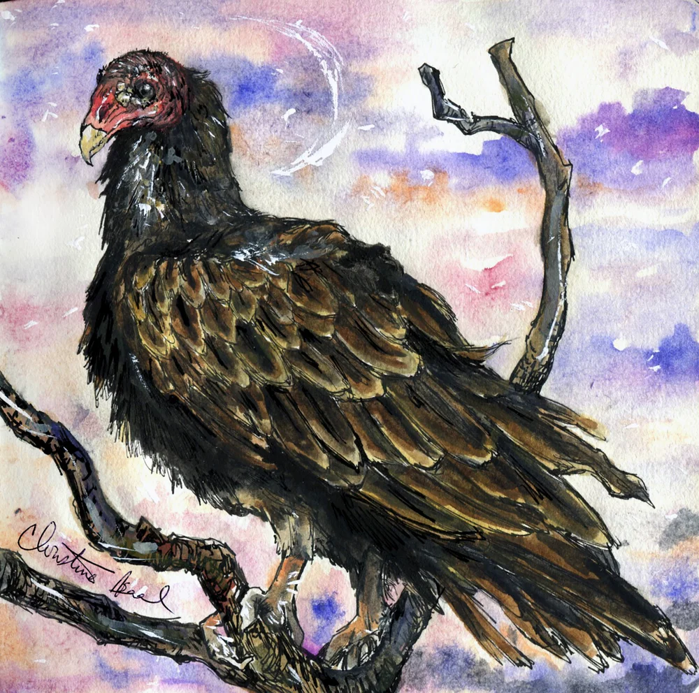 Turkey Vulture Drawing