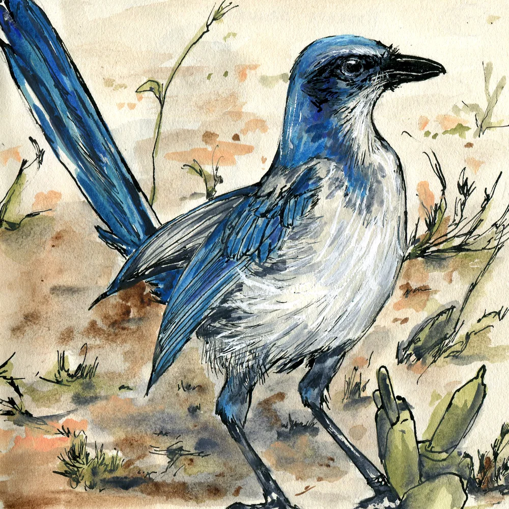 Florida Scrub Jay Bird