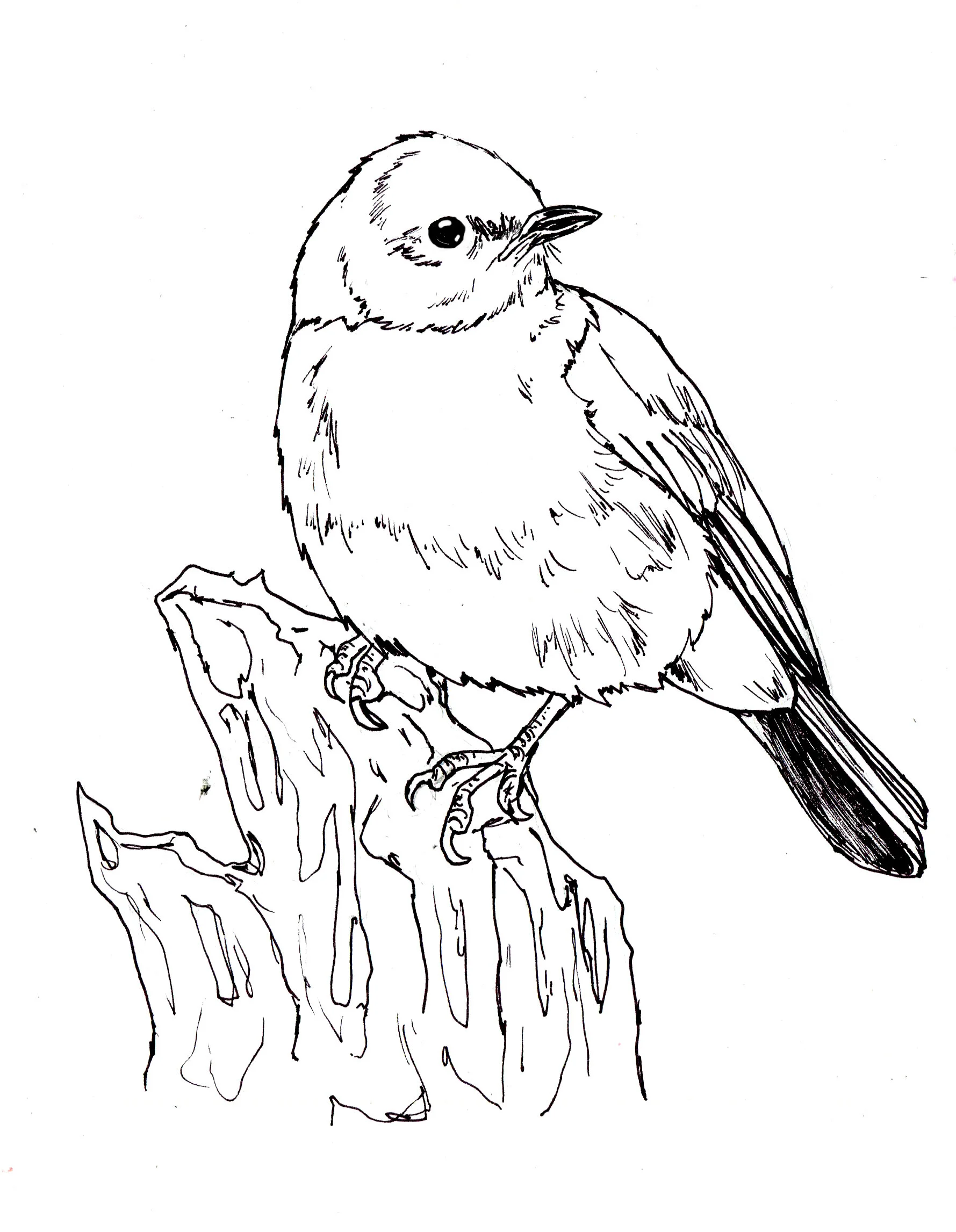 Mountain Bluebird Coloring Page Sketch Coloring Page