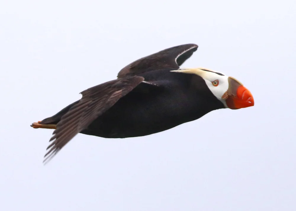 Bird of the Day: Tufted Puffin — Home