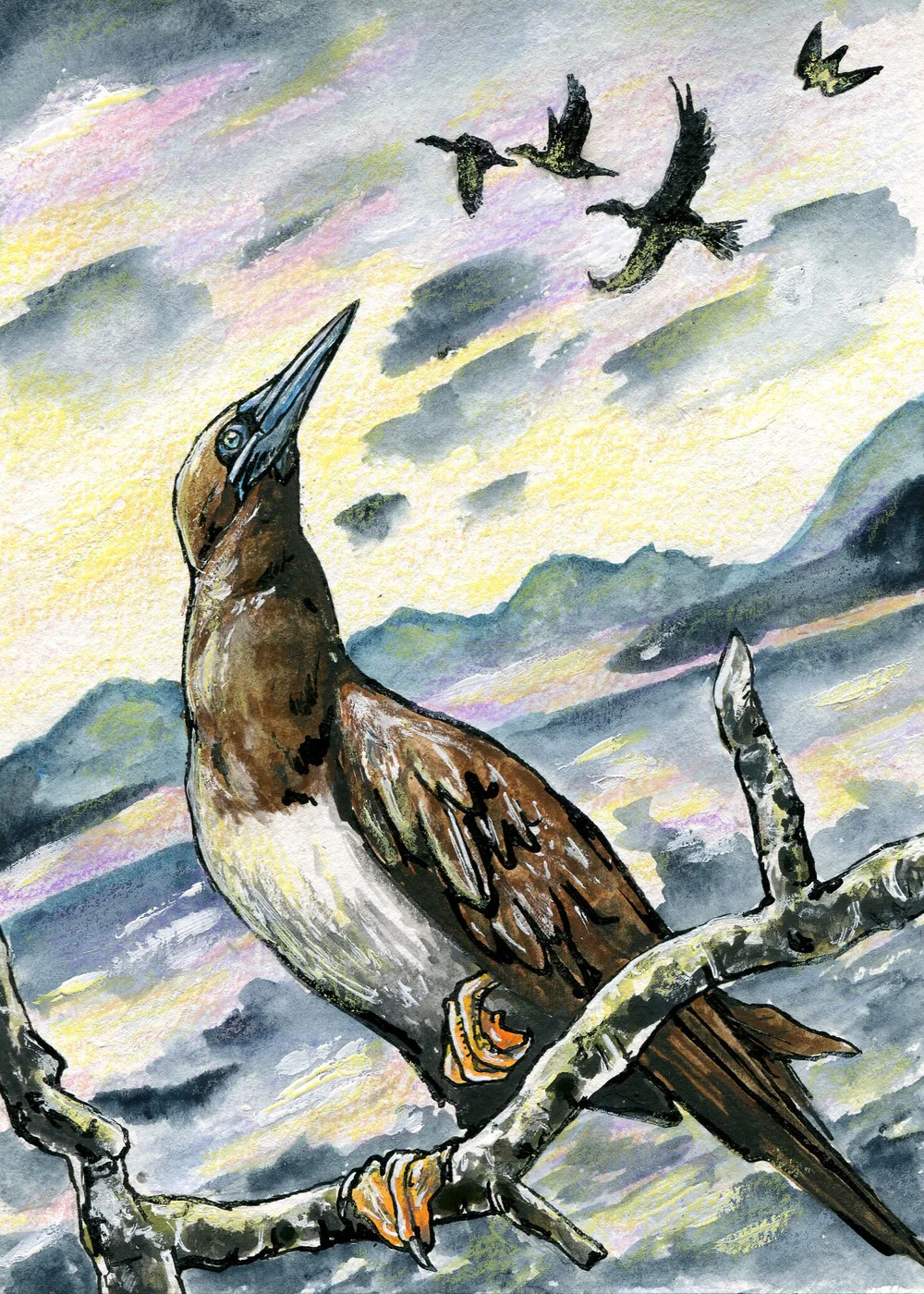 Booby Bird Drawing