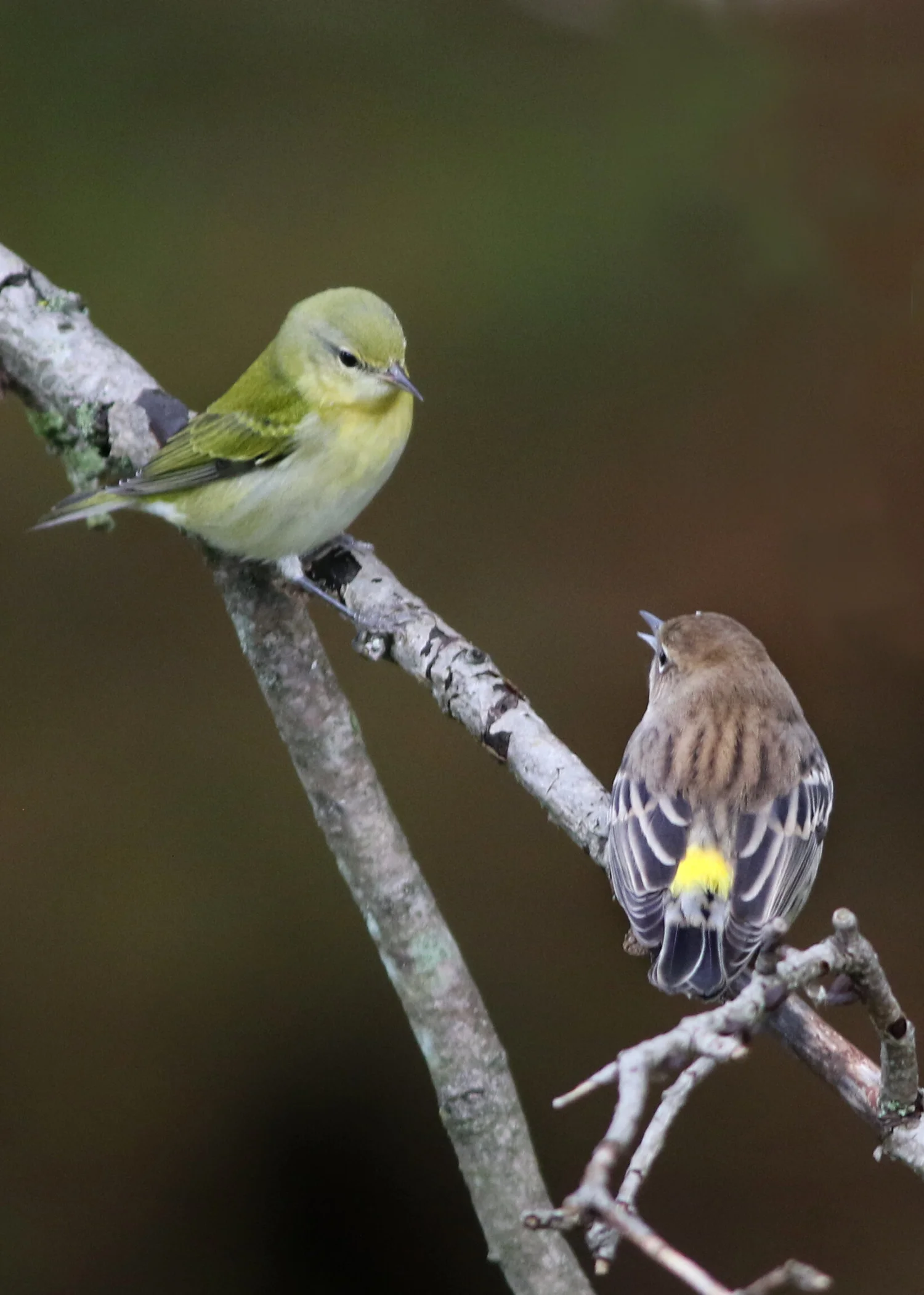 Bird of the Day: Tennessee Warbler — Home