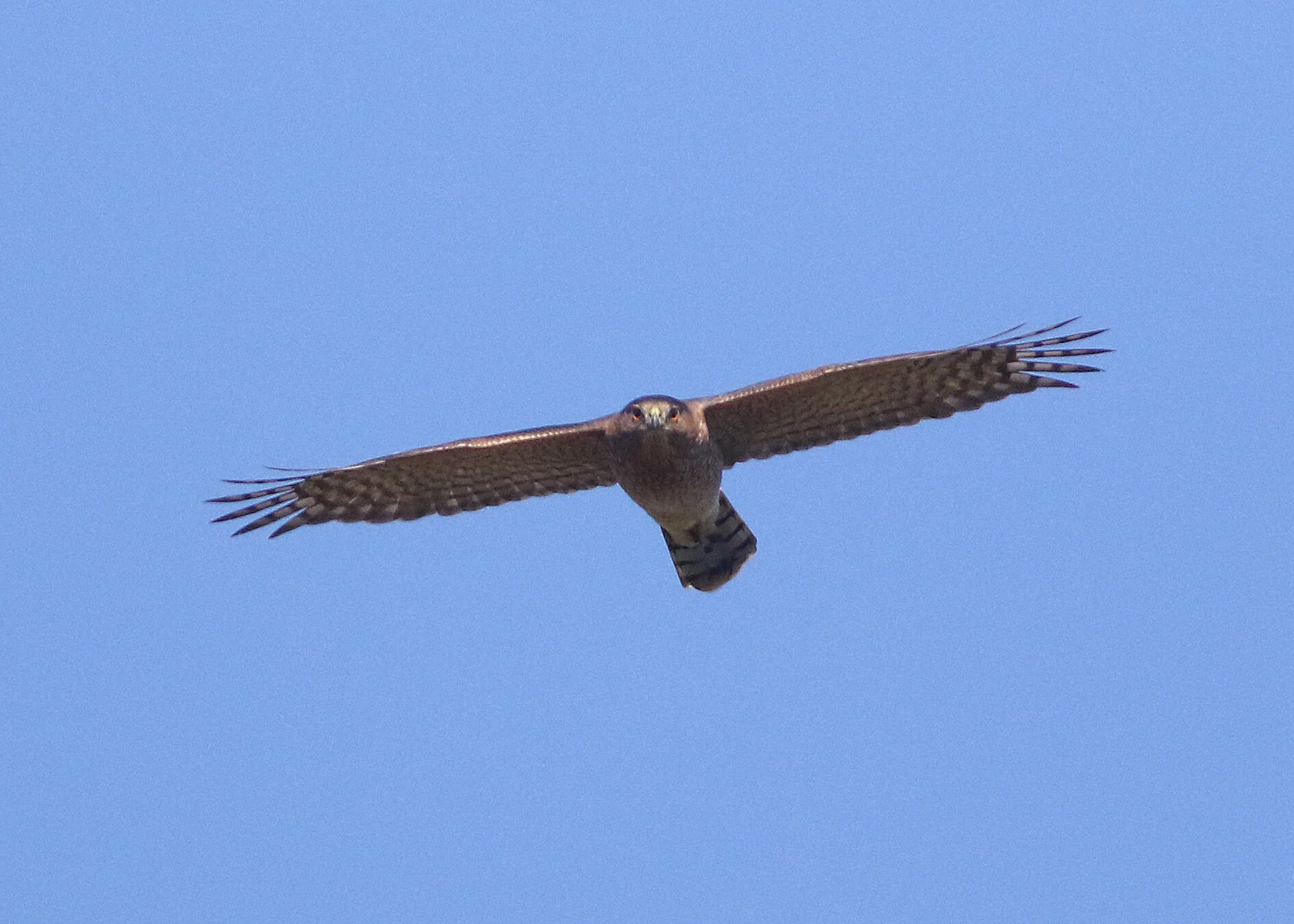 Raptor Roundup: Sharp-shinned Hawk and Cooper's Hawk — Home