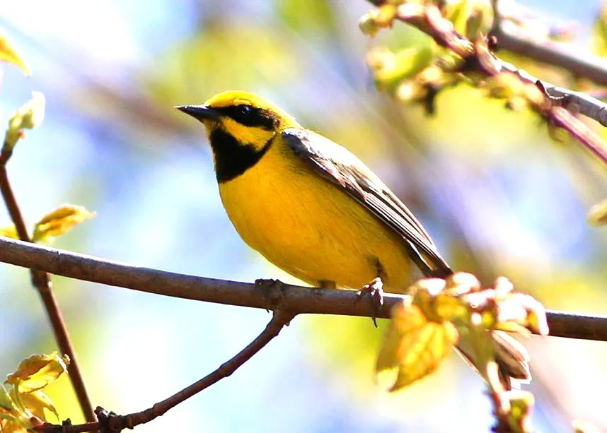 Warblers — Home
