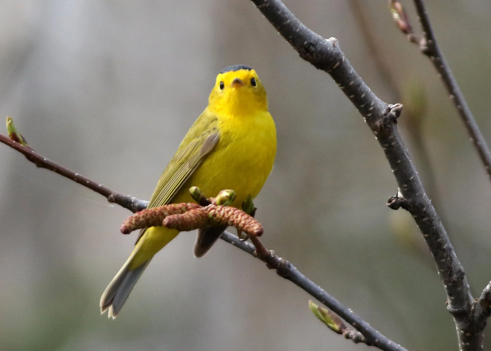 Warblers — Home