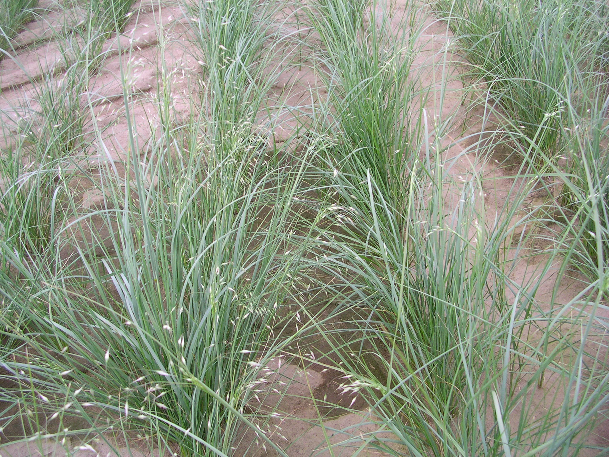 Indian Ricegrass