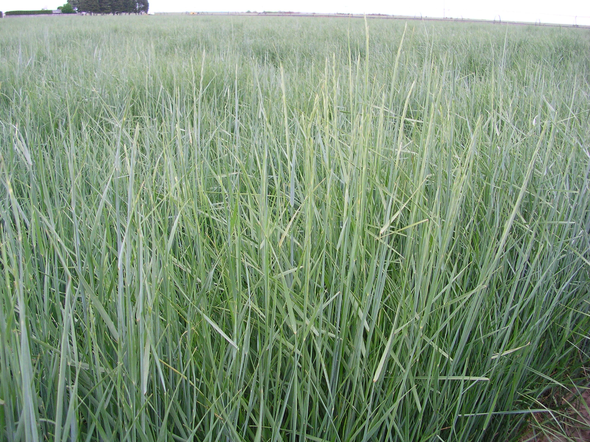 Streambank Wheatgrass