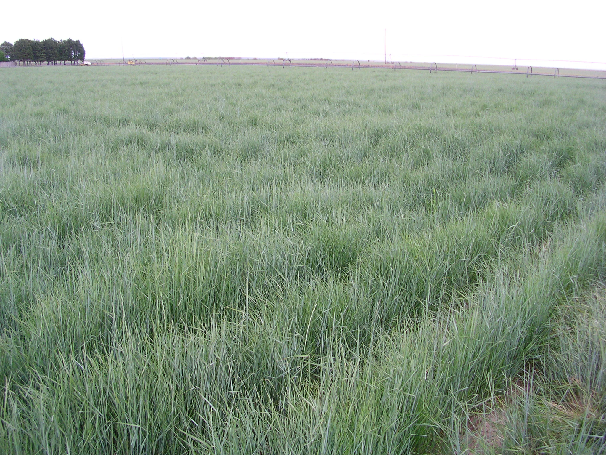 Elymus Lanceolatus