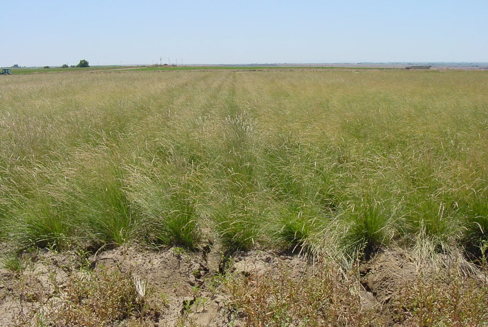 Elymus Lanceolatus