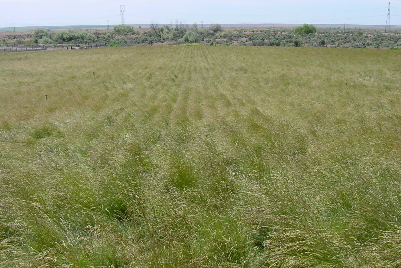 Festuca Longifolia