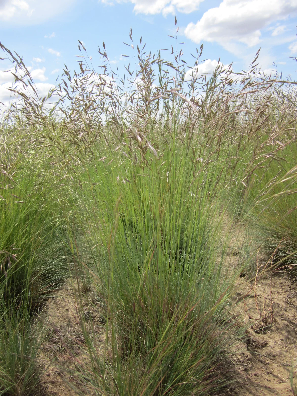 Festuca Idahoensis Warren Peak