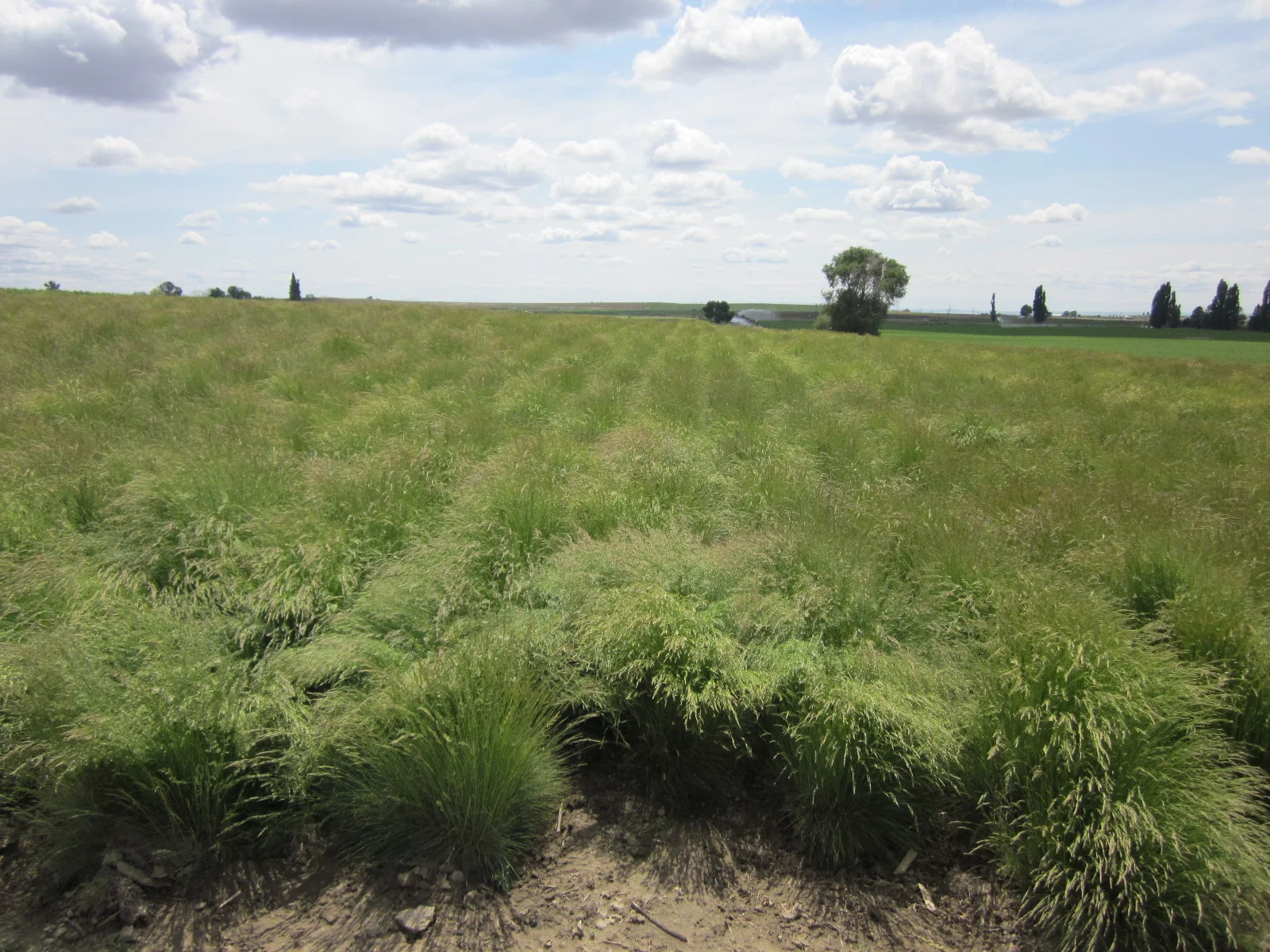 L&H Seeds - Pacific Northwest Native Seed