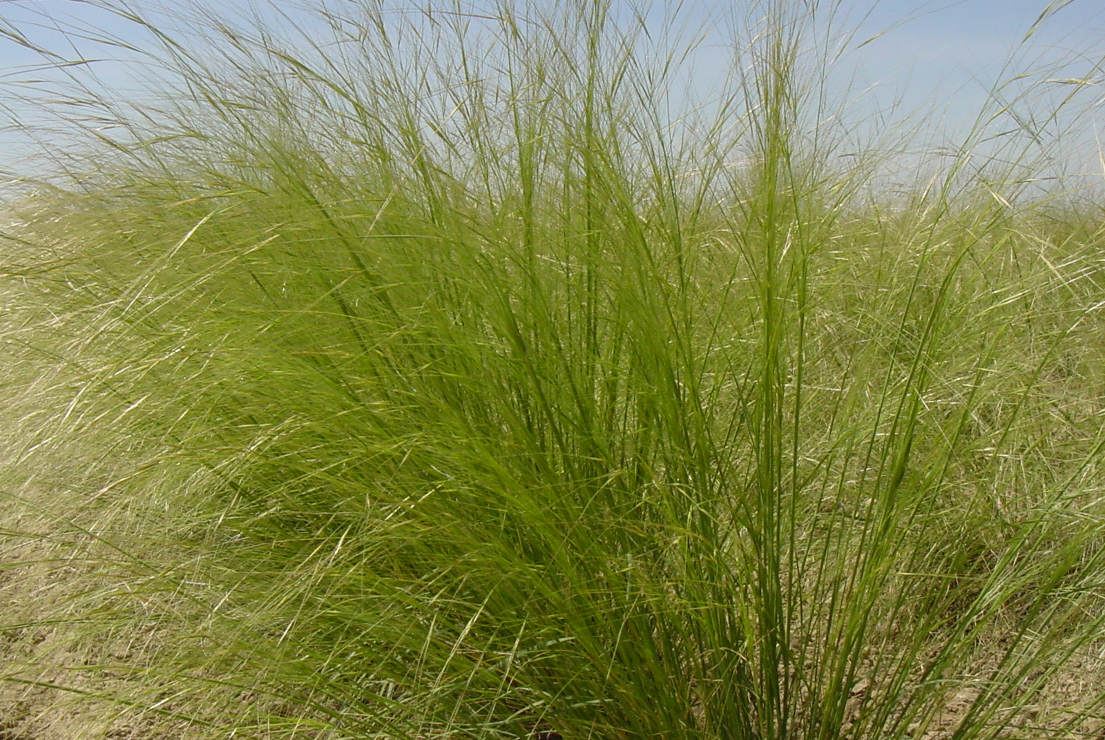 Hesperostipa Comata Needle And Thread Grass Stipa Comata (Taxonomy,