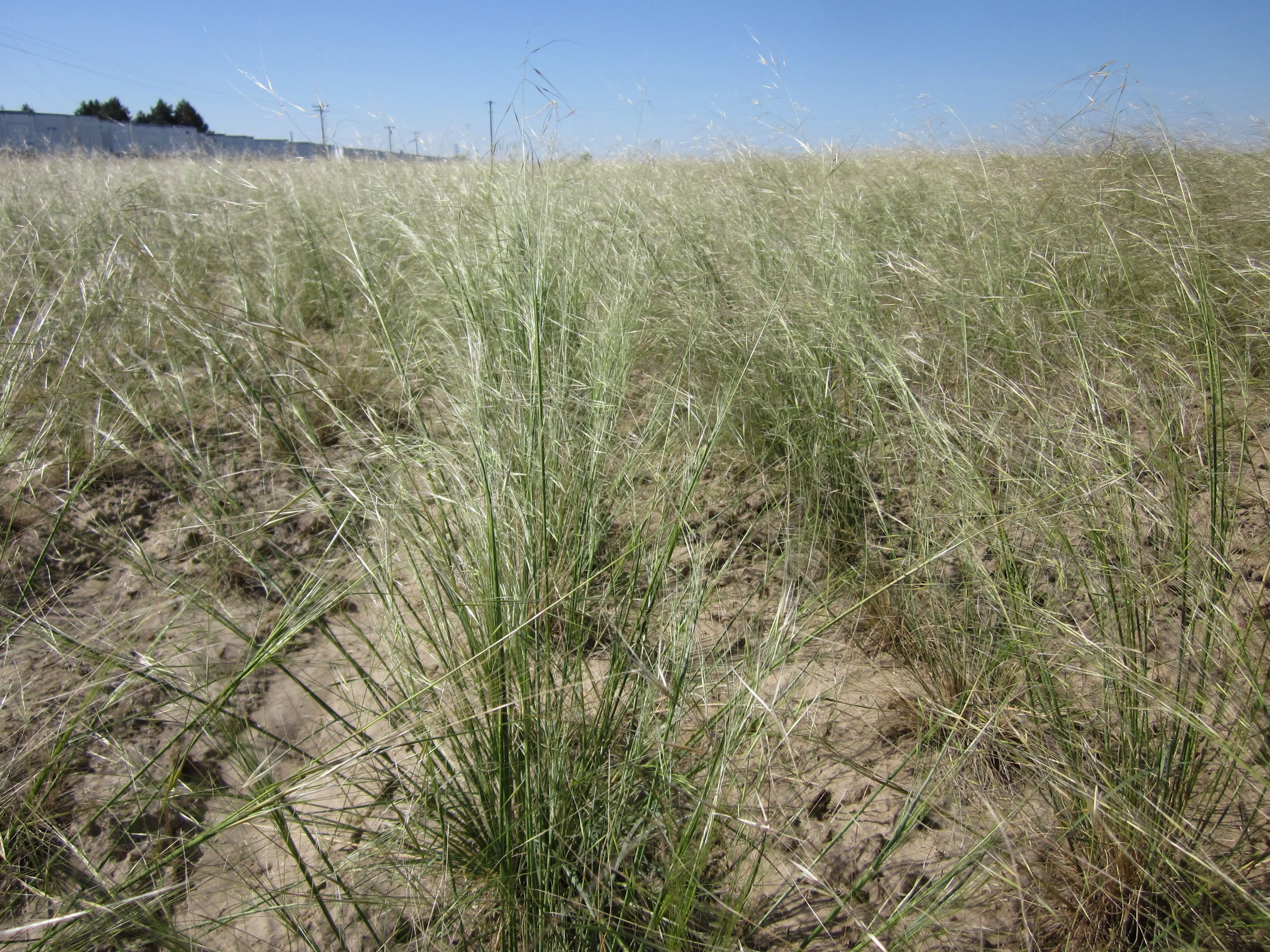 Hesperostipa Comata