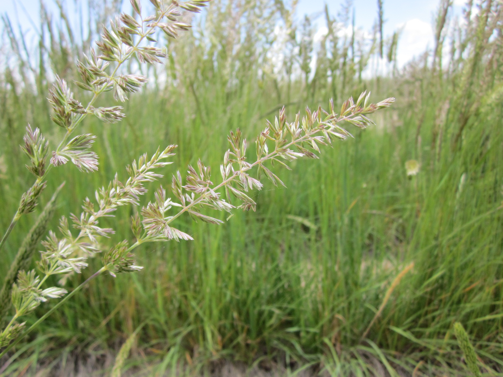 Prairie Junegrass