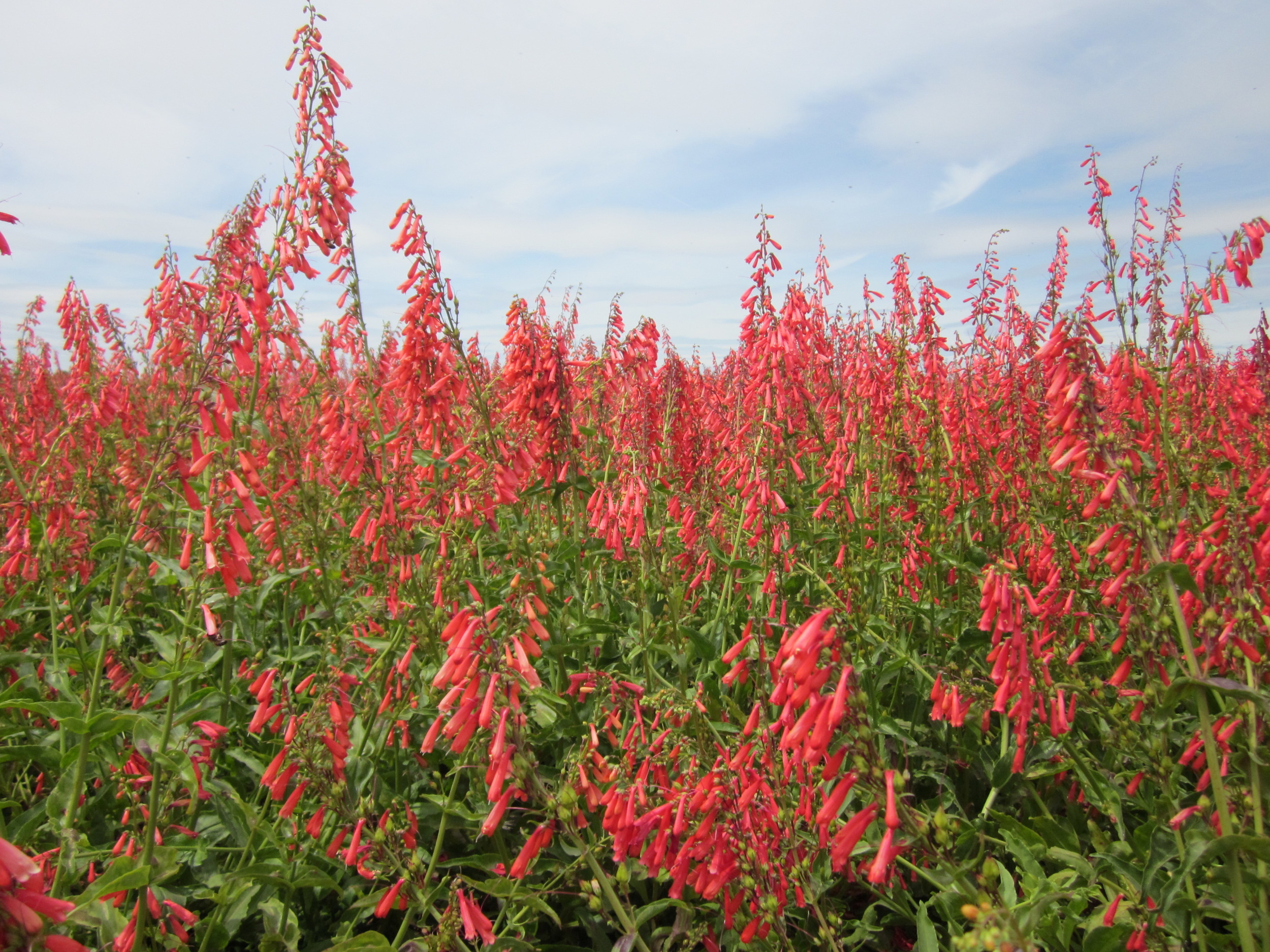 Penstemon Eatonii Southwest Colorado Wildflowers, Penstemon Barbatus