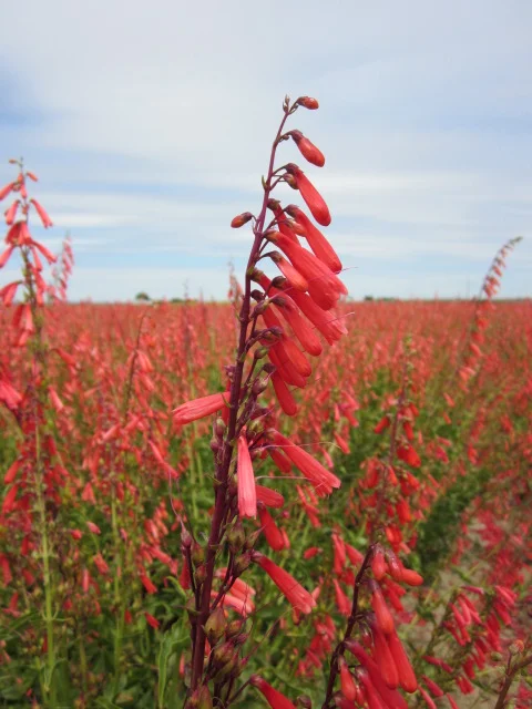 Penstemon Eatonii Southwest Colorado Wildflowers, Penstemon Barbatus