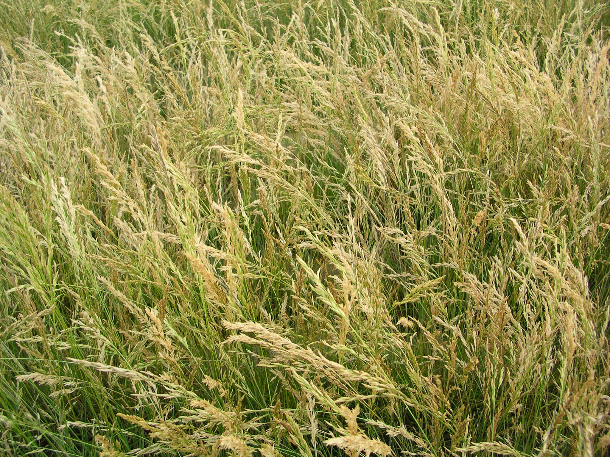 L&H Seeds - Pacific Northwest Native Seed