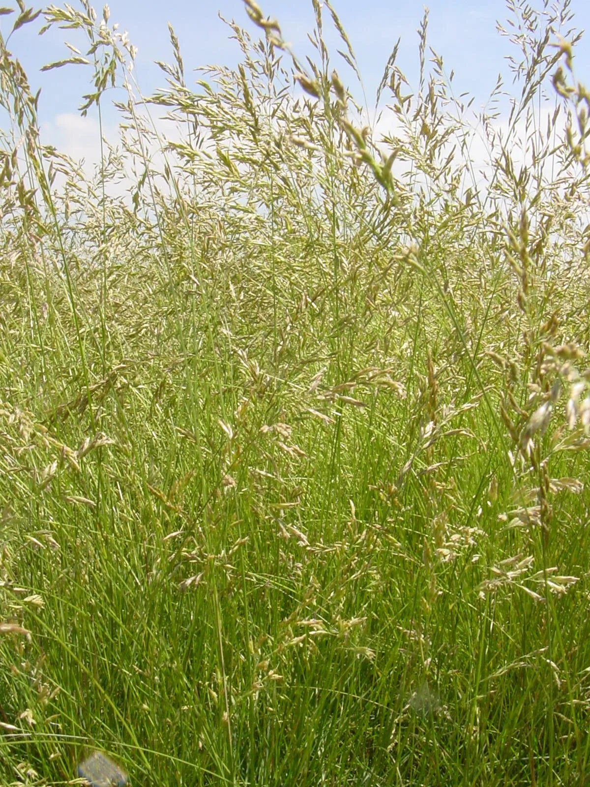 L&H Seeds - Pacific Northwest Native Seed