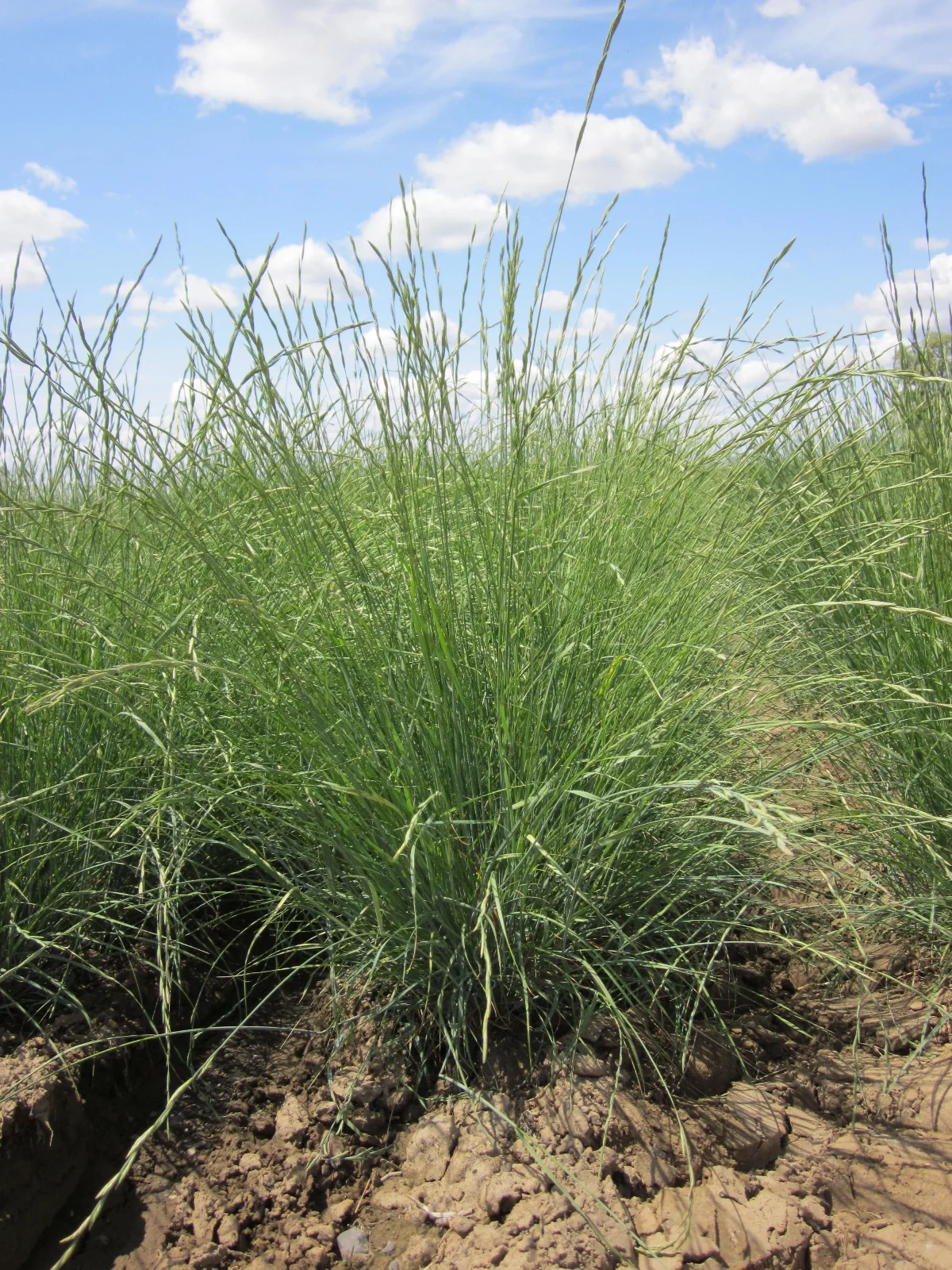 Landh Seeds Pacific Northwest Native Seed