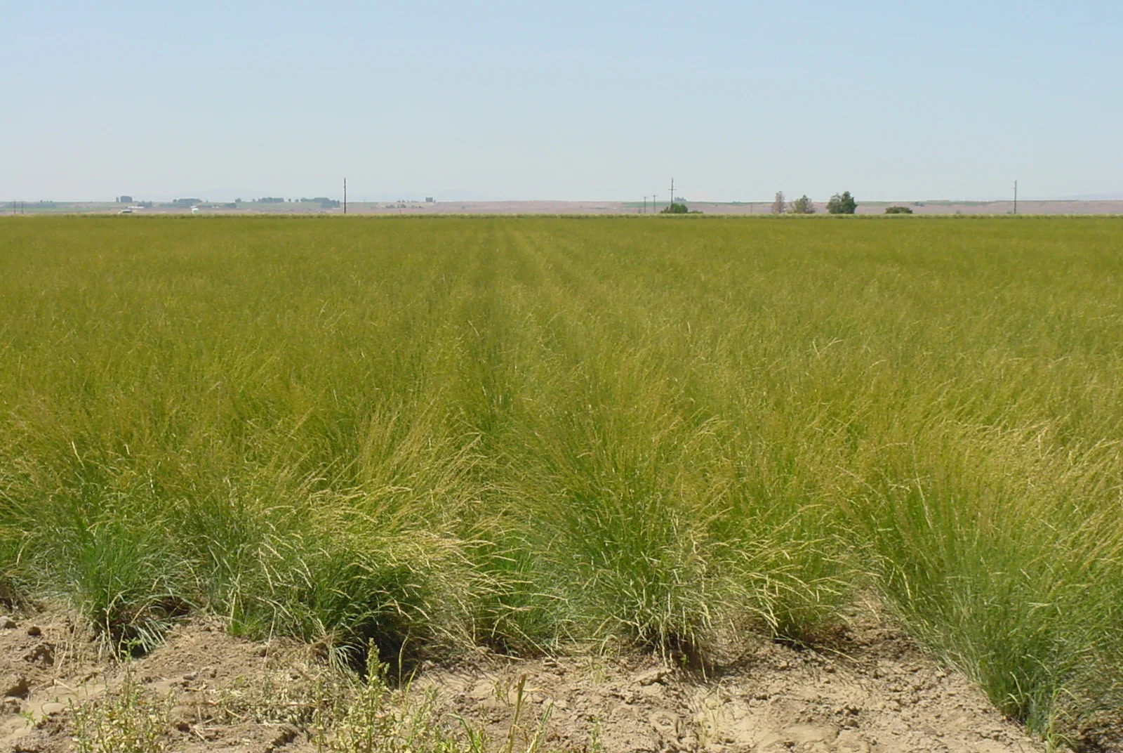 Landh Seeds Pacific Northwest Native Seed