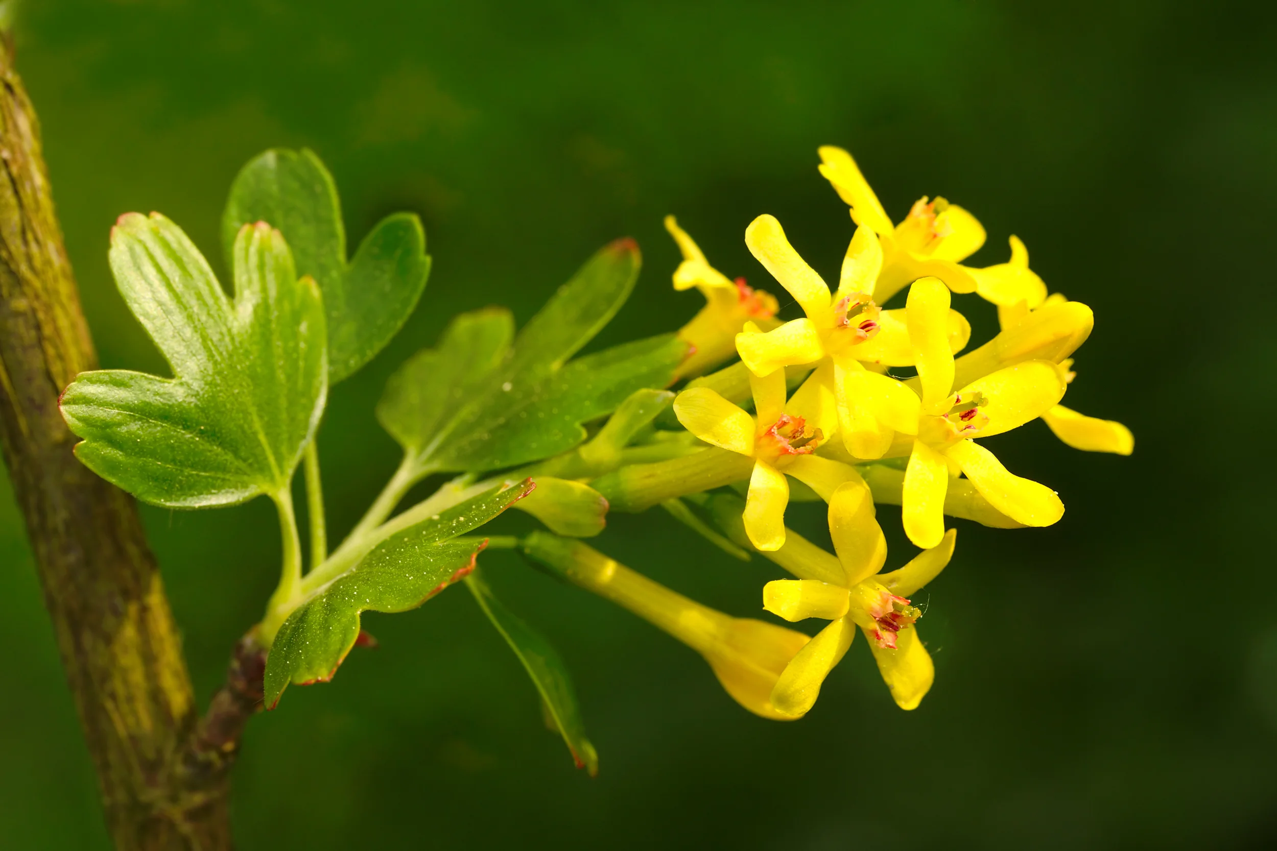 Golden Currant Plant