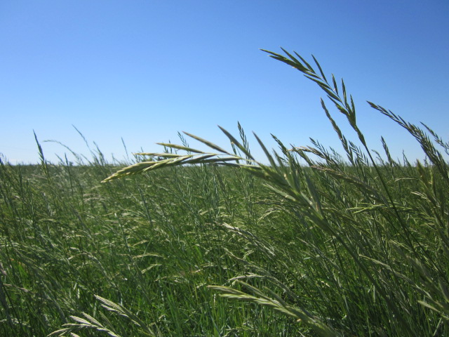 Western Wheatgrass Lawn