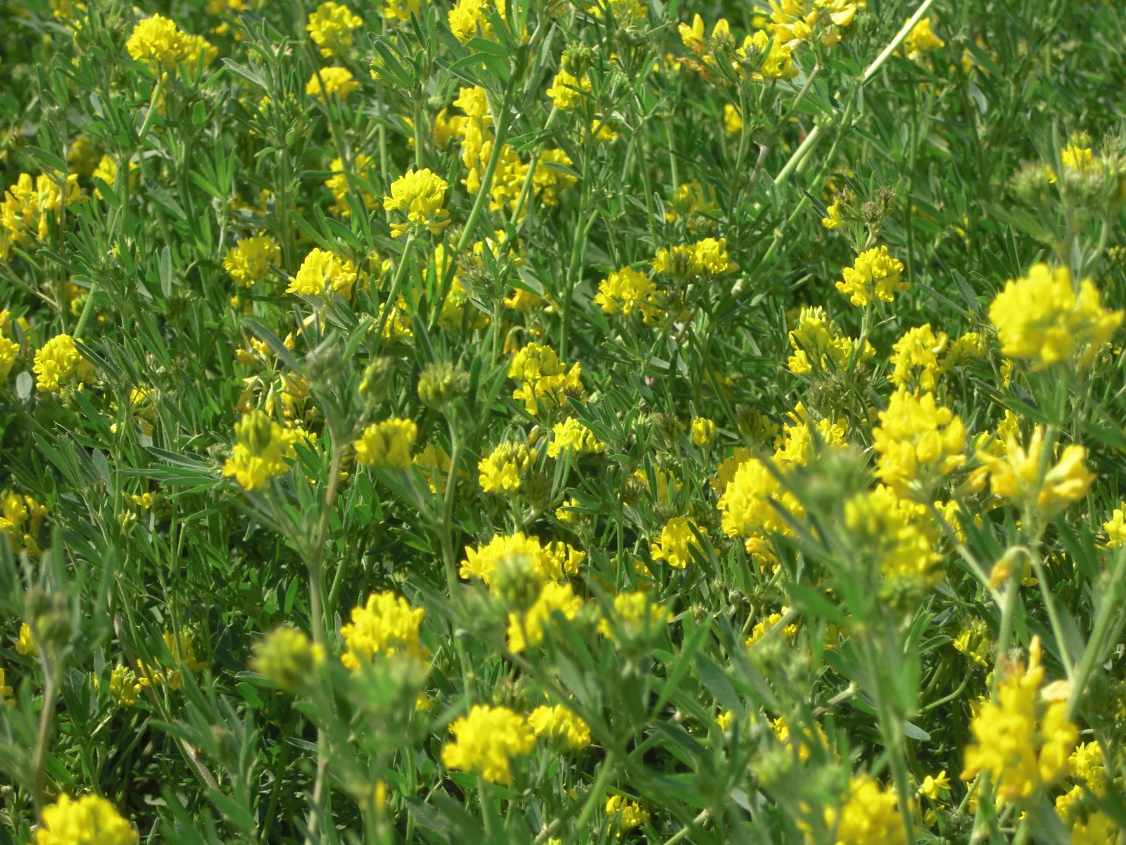 Alfalfa Seed Plant