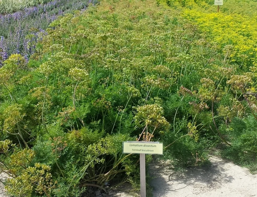 Lomatium Dissectum