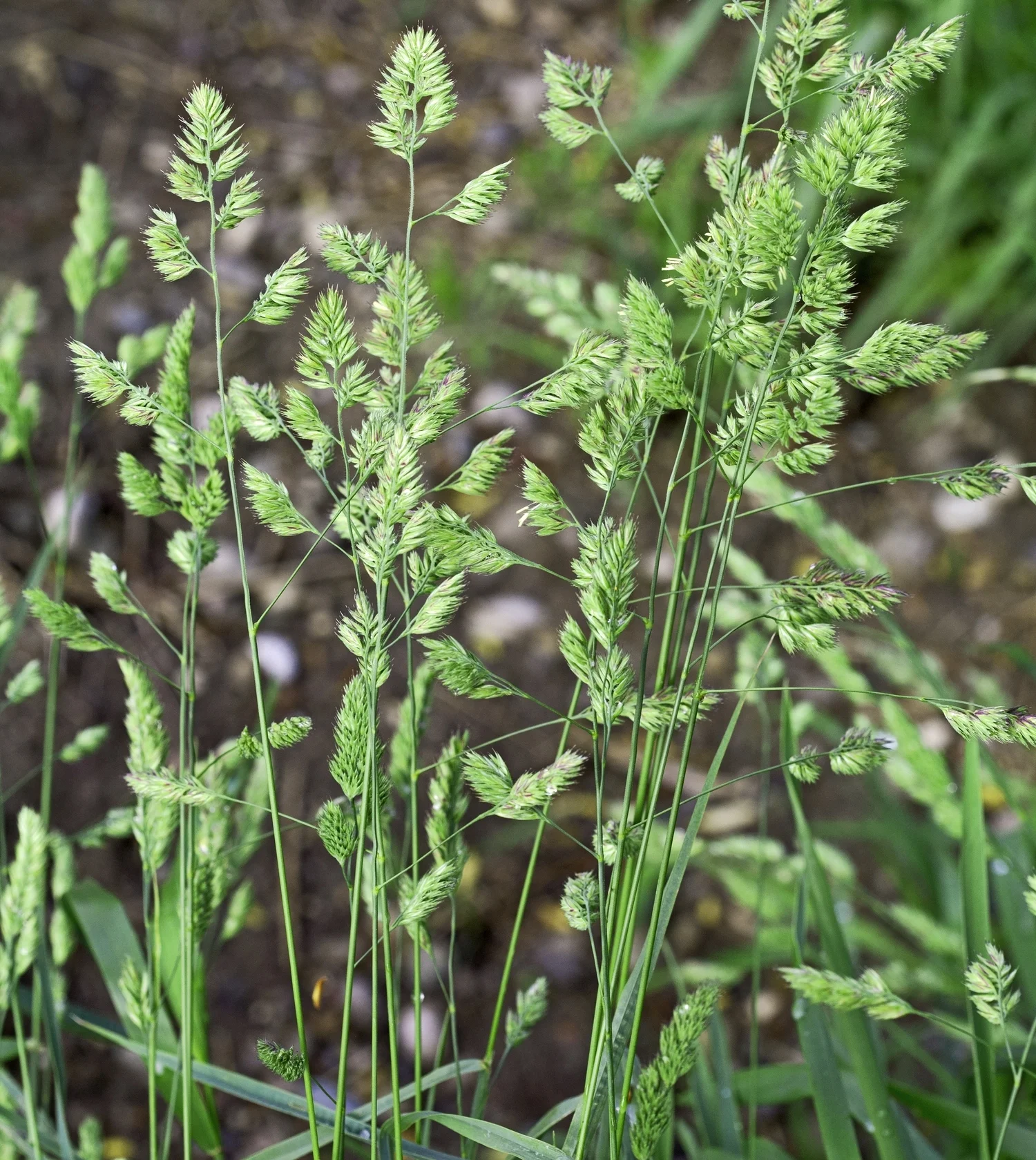 Orchardgrass Seed