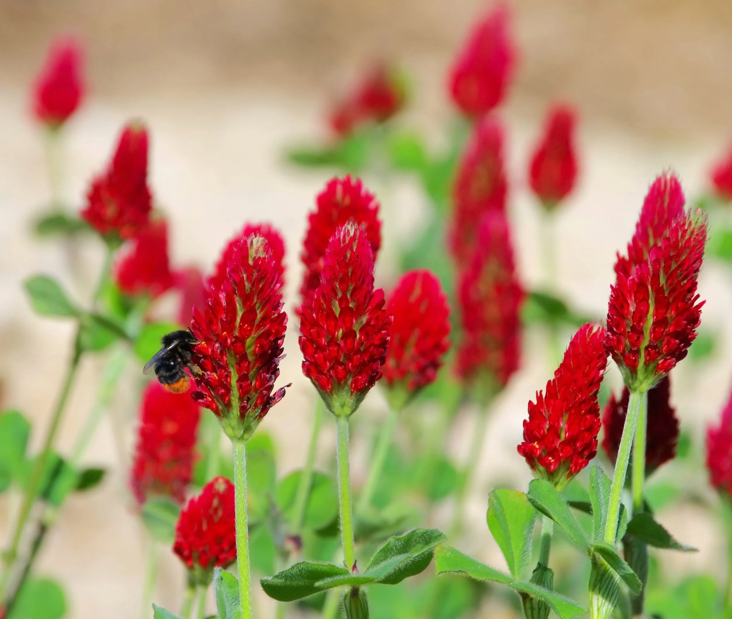 When To Harvest Crimson Clover Seeds at William Biscoe blog