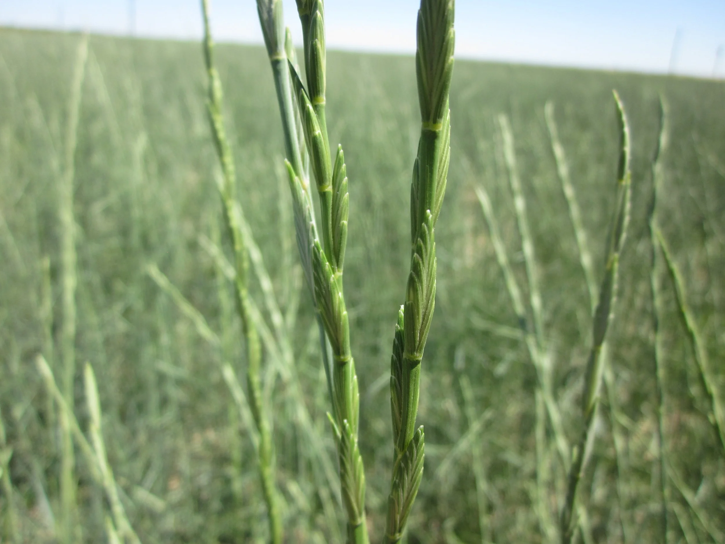 Tall Wheatgrass