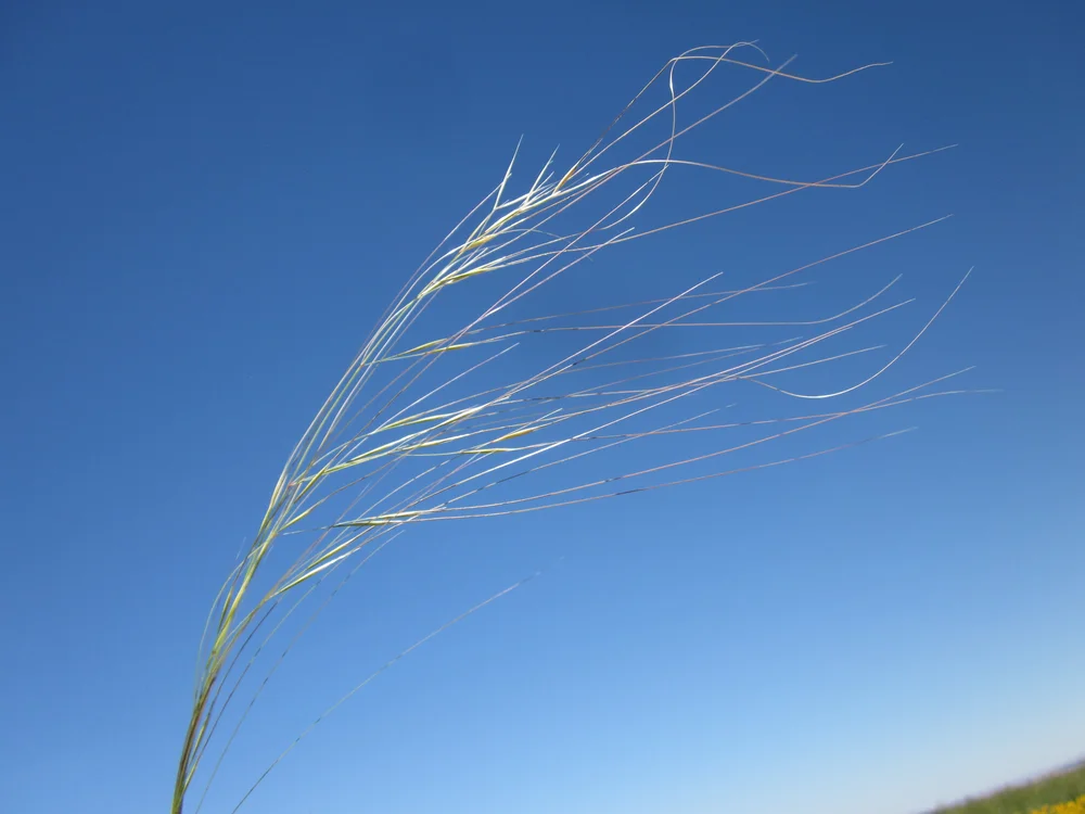 Hesperostipa Comata