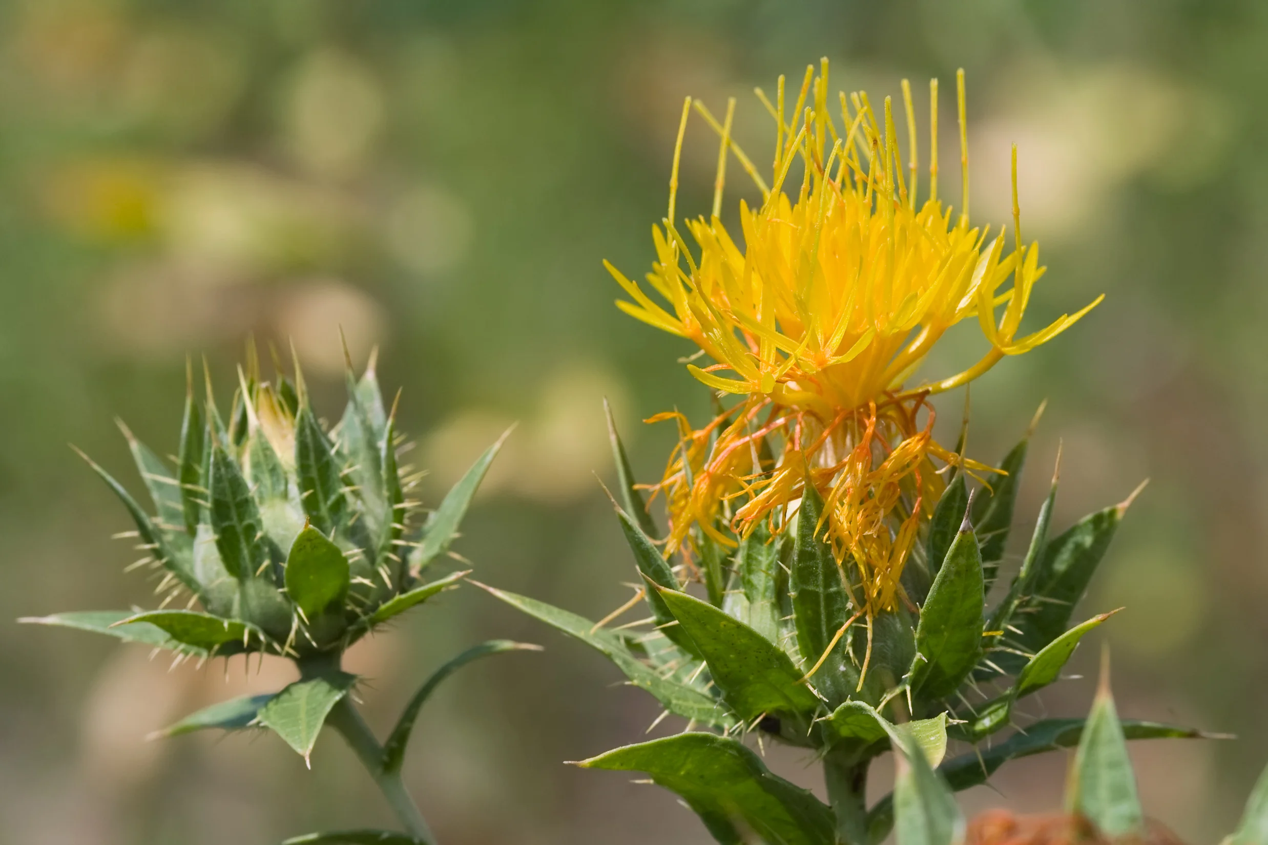 L&H Seeds - Pacific Northwest Native Seed